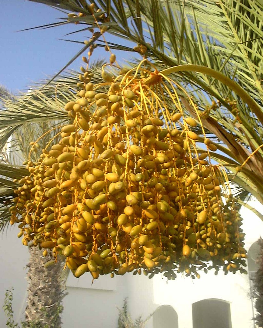 ☑ quel arbre donne des dattes